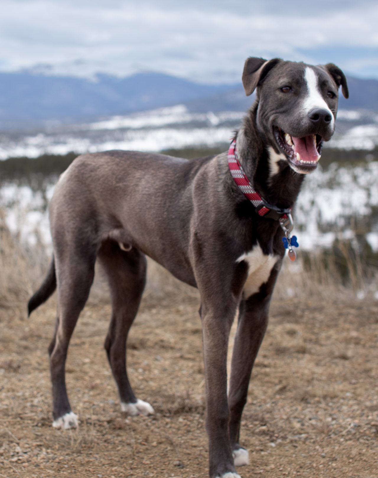 Mountain Pet Rescue Website | Help Match a Pet with a Loving Home
